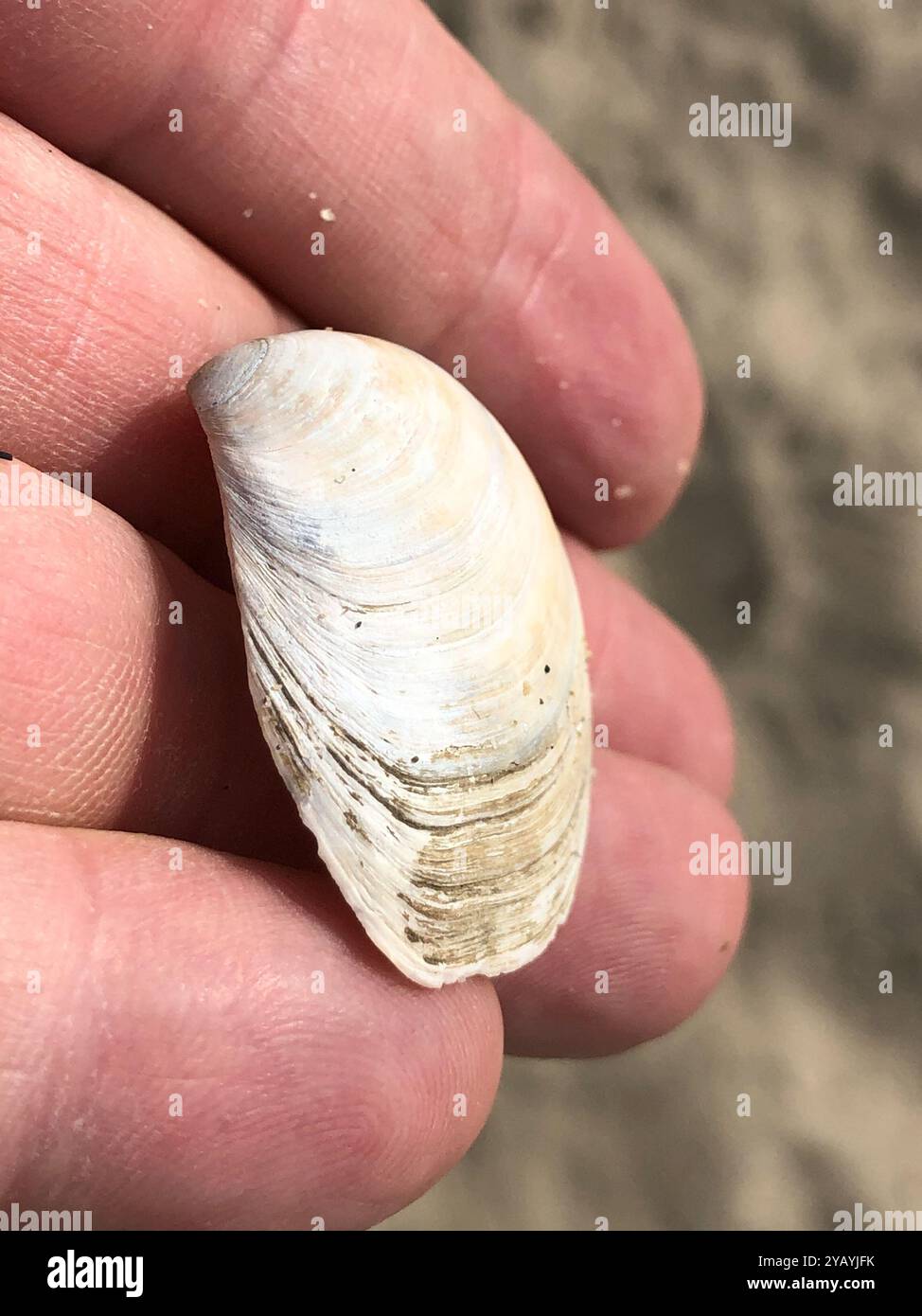 Bent-nosed Clam (Macoma nasuta) Mollusca Stock Photo - Alamy