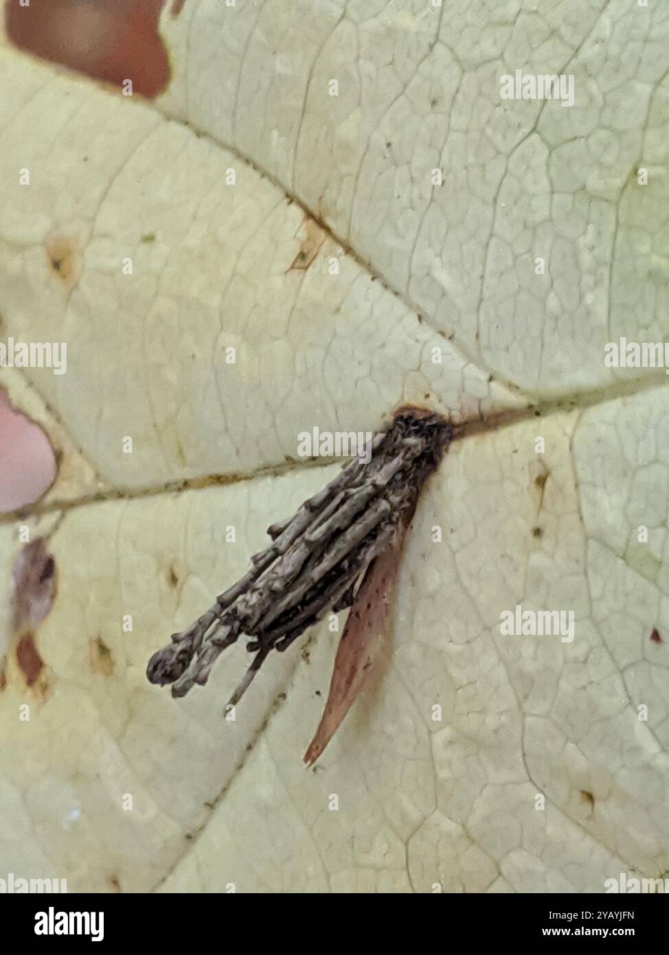 Common Bagworm Moth (Psyche casta) Insecta Stock Photo - Alamy