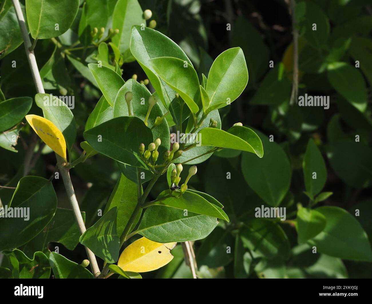 Volkameria inermis hi-res stock photography and images - Alamy