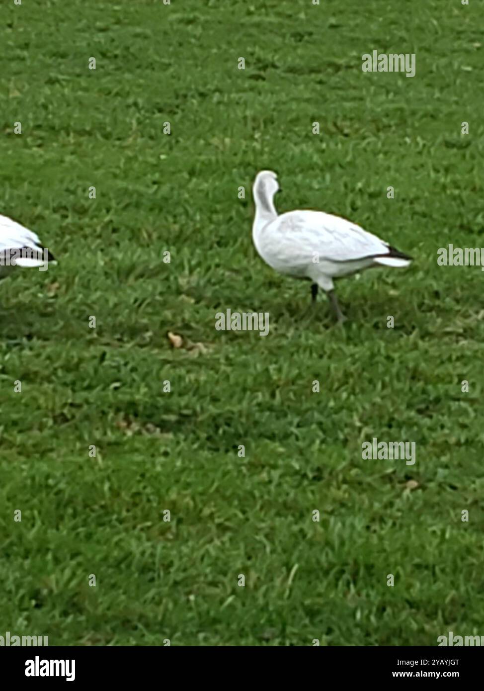 Ross's Goose (Anser rossii) Aves Stock Photo - Alamy
