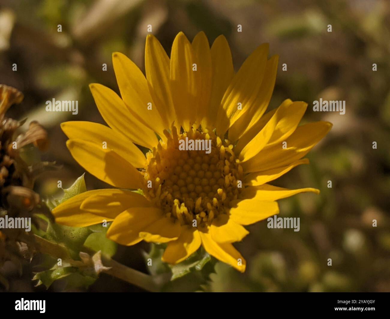 Great Valley gumweed (Grindelia camporum) Plantae Stock Photo - Alamy