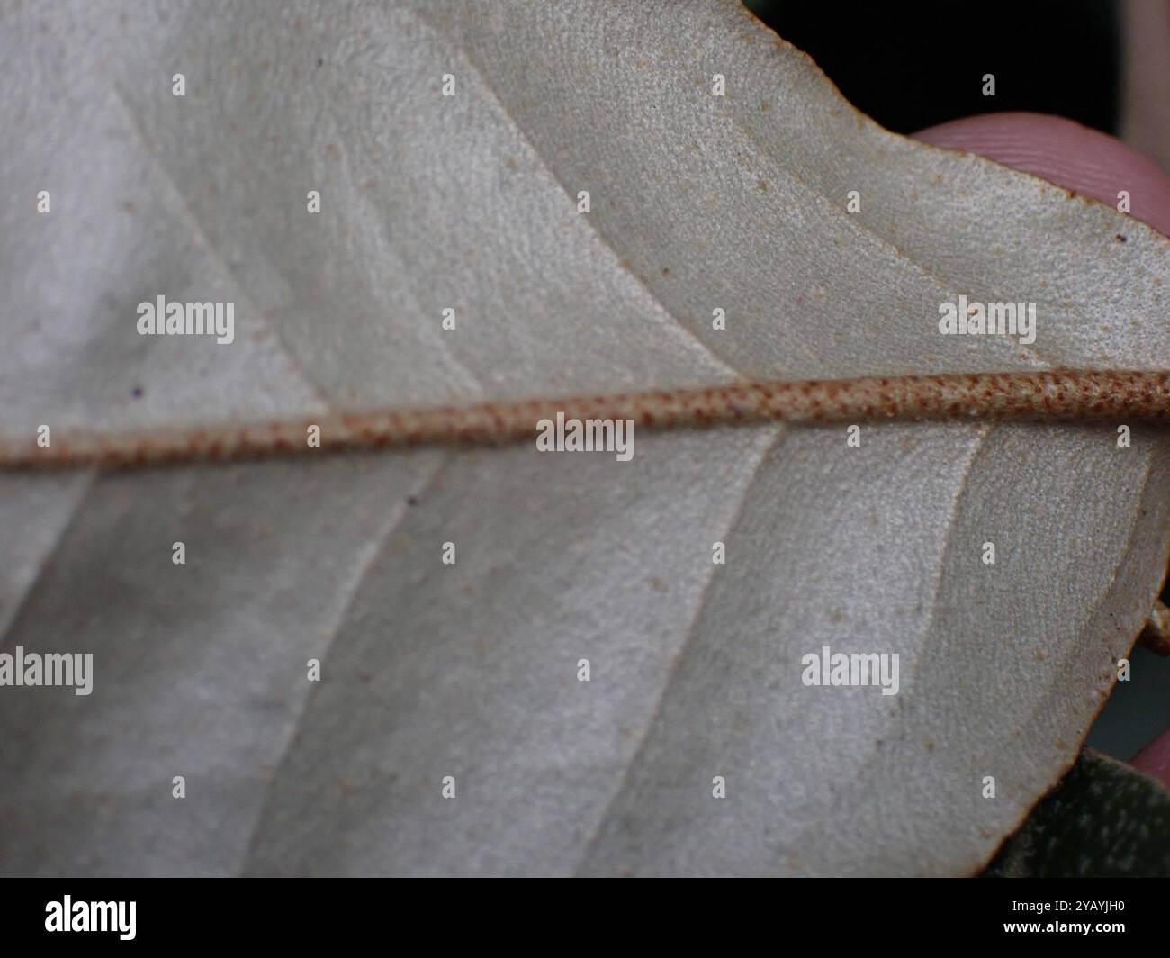 Ebbinge's Silverberry (Elaeagnus × submacrophylla) Plantae Stock Photo ...