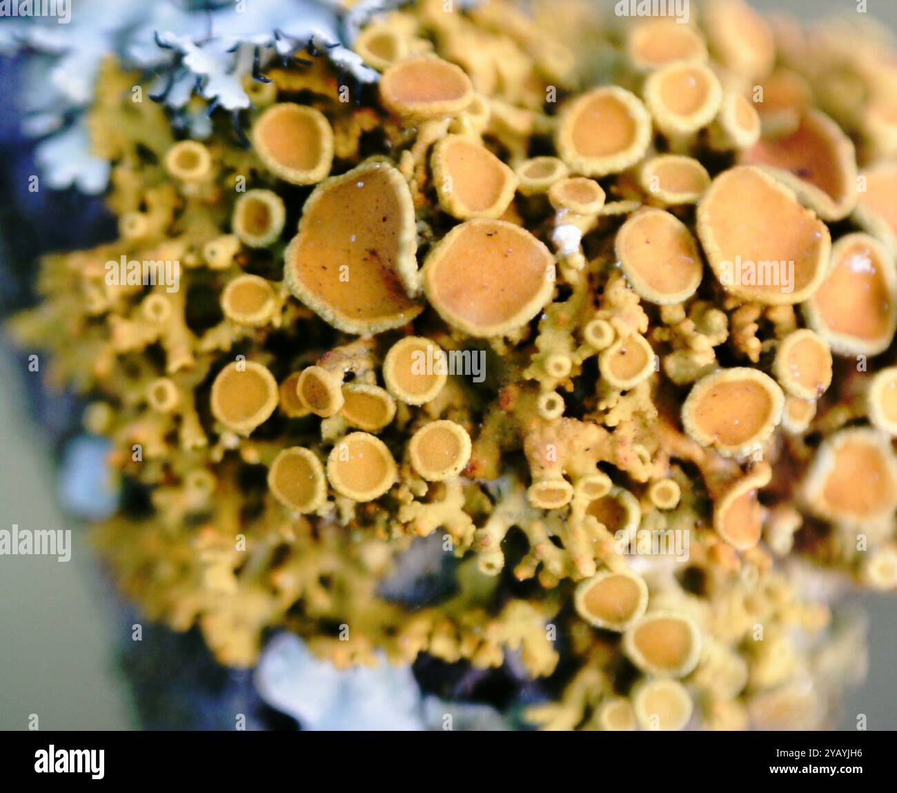 Pin-cushion Sunburst Lichen (Polycauliona polycarpa) Fungi Stock Photo ...