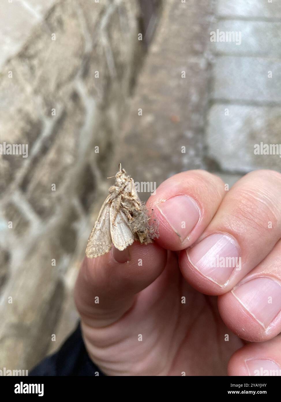 Flounced Rustic (Luperina testacea) Insecta Stock Photo - Alamy