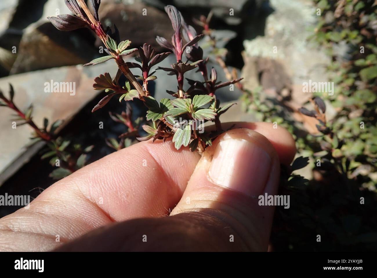 Resurrection Plant (Myrothamnus flabellifolius) Plantae Stock Photo - Alamy