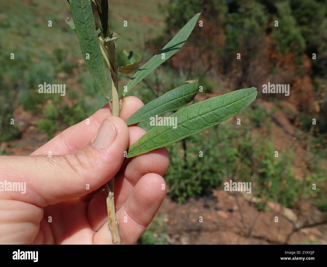 False Olive (Buddleja saligna) Plantae Stock Photo - Alamy