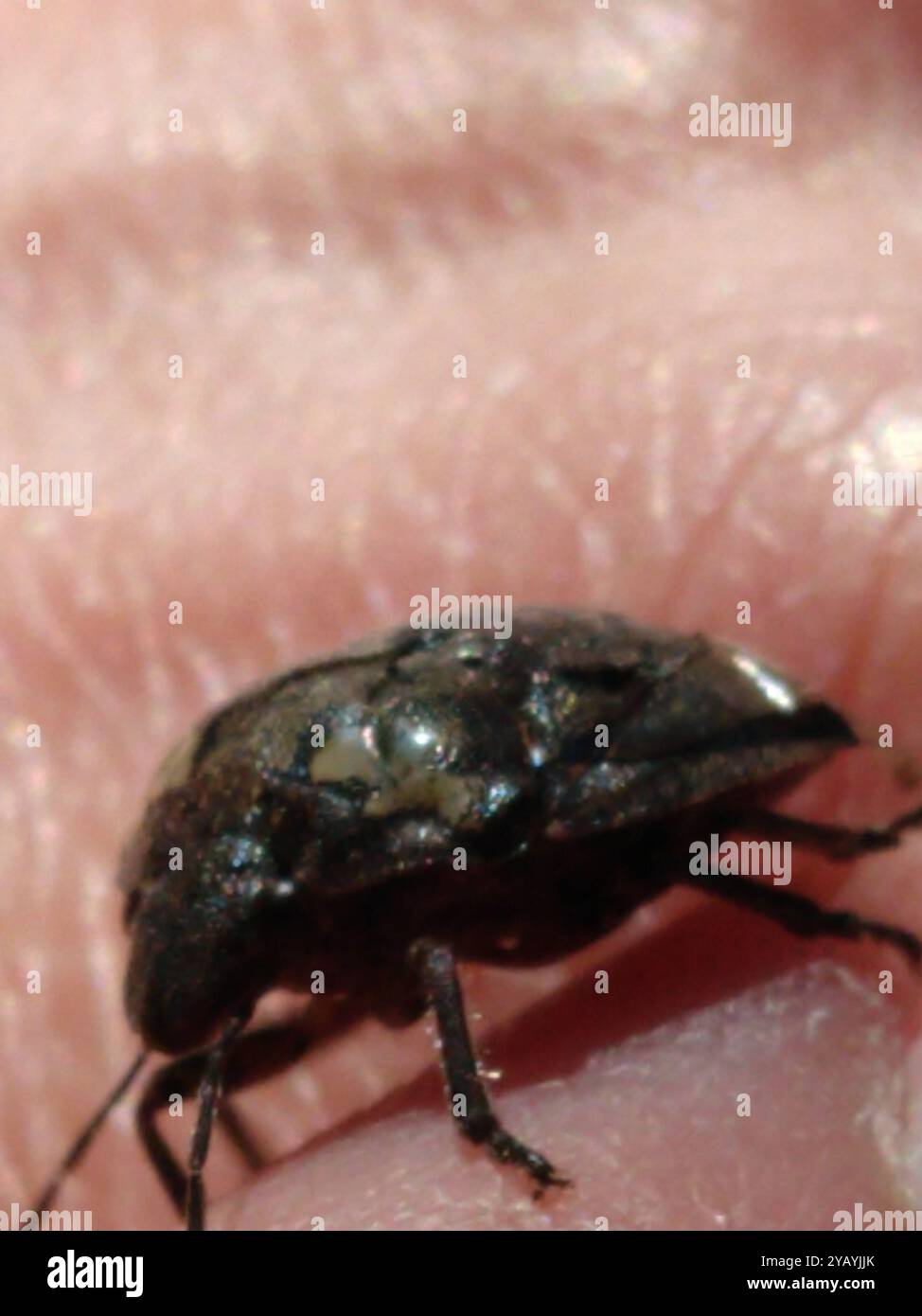 Stink Bugs, Shield Bugs, and Allies (Pentatomoidea) Insecta Stock Photo ...