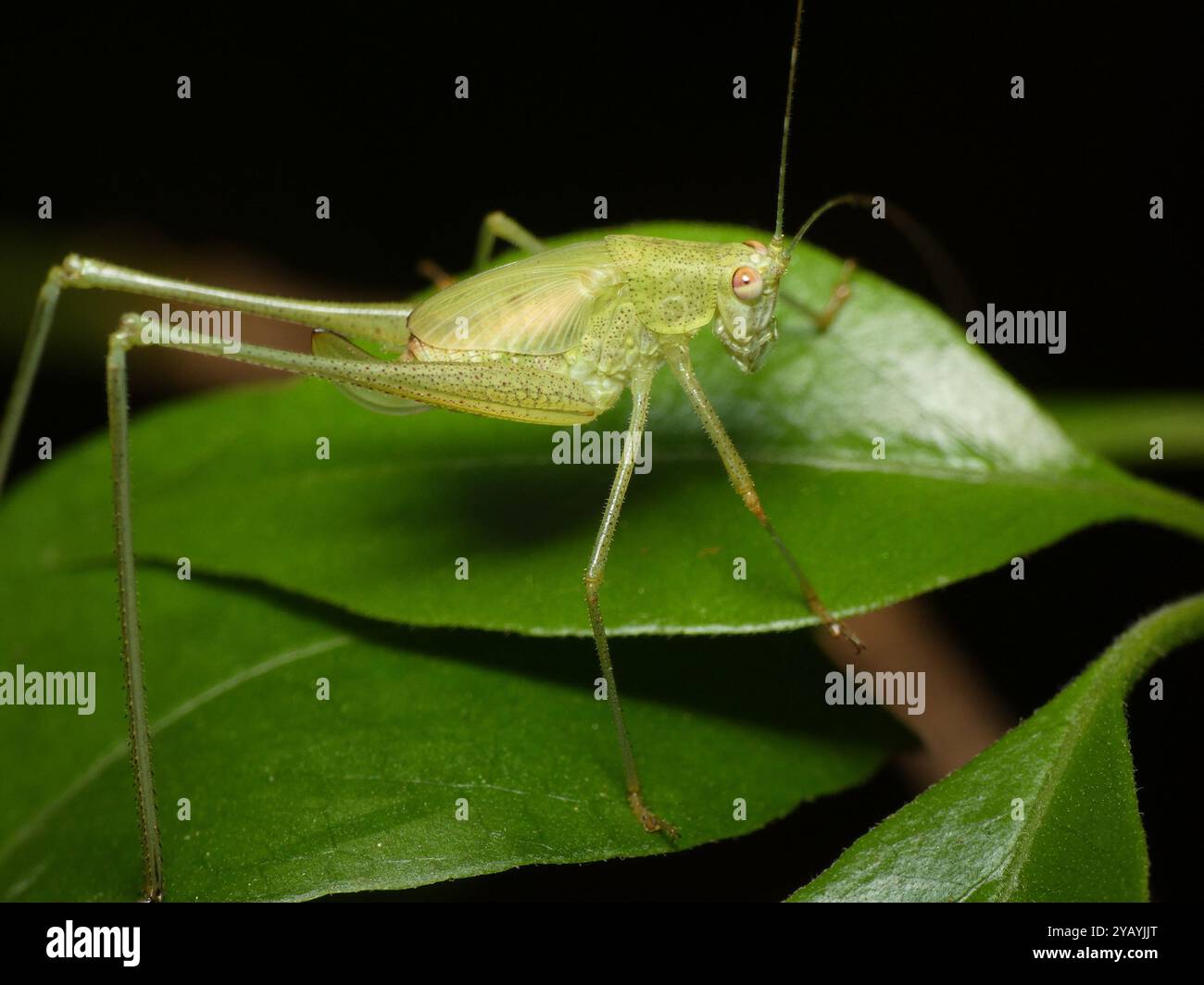 Sickle-bearing Bushcrickets (Phaneroptera) Insecta Stock Photo - Alamy