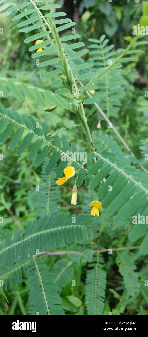 (Sesbania bispinosa) Plantae Stock Photo - Alamy