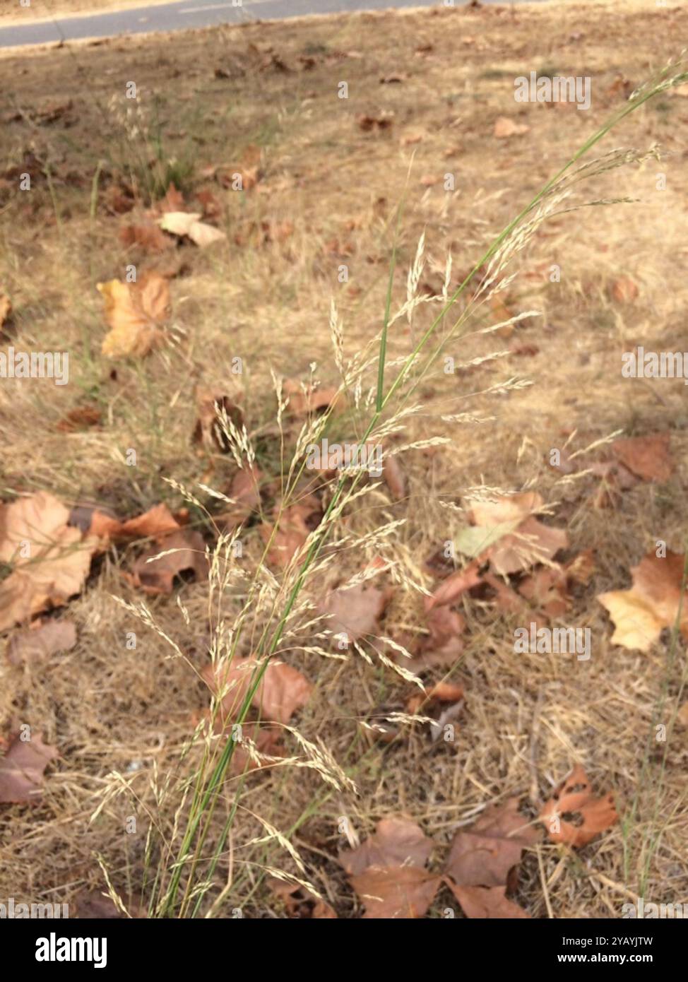 Smilo Grass (Oloptum miliaceum) Plantae Stock Photo - Alamy