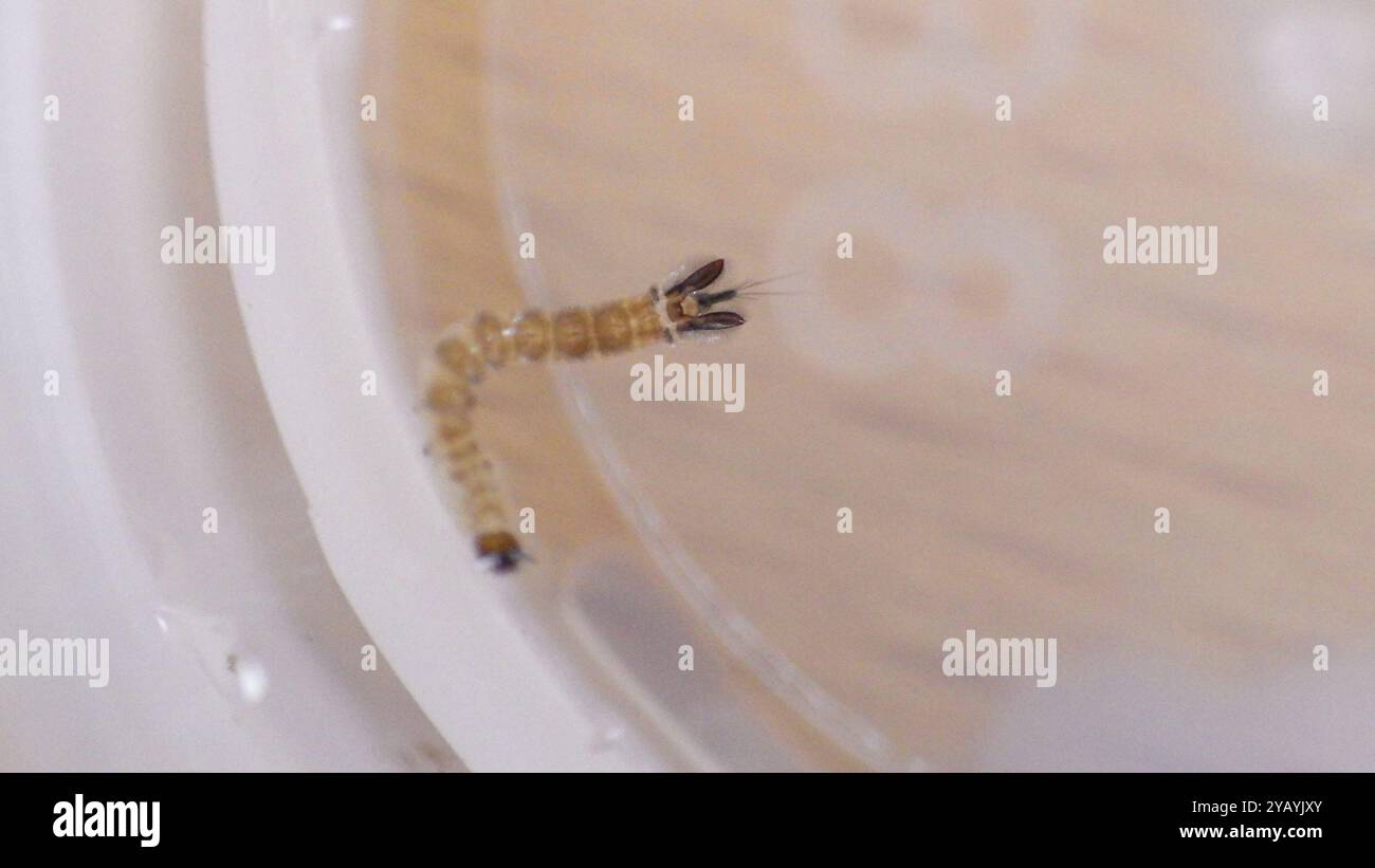 Dixa hi-res stock photography and images - Alamy