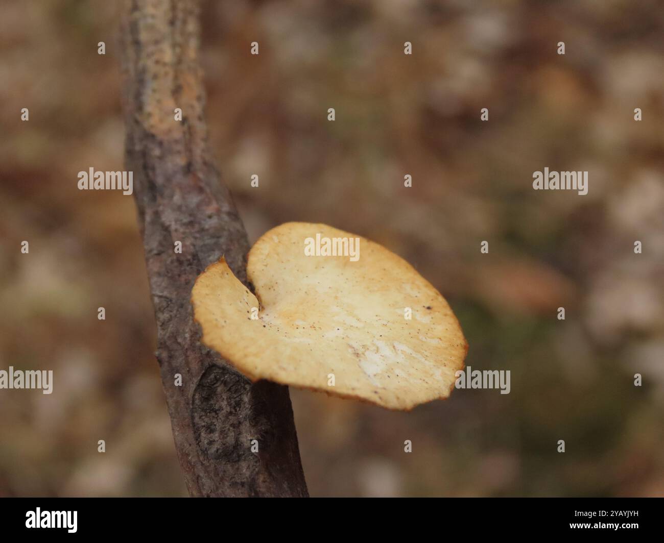 hexagonal-pored polypore (Neofavolus alveolaris) Fungi Stock Photo - Alamy