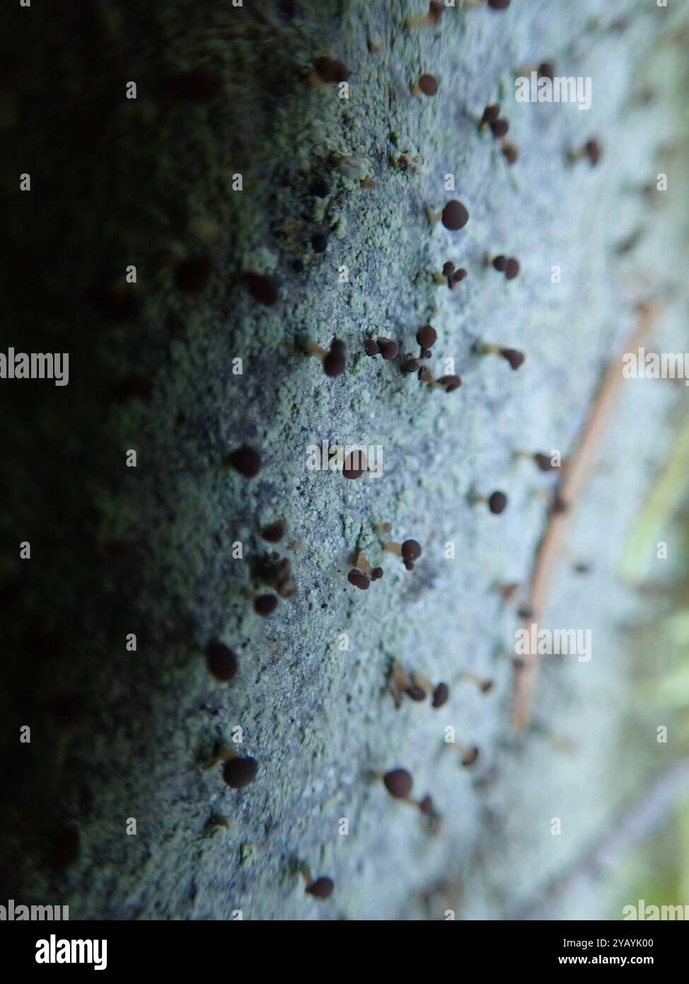 Brown Beret Lichen (Baeomyces rufus) Fungi Stock Photo - Alamy