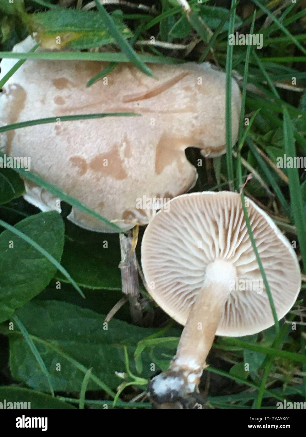 Fragrant Funnel (Clitocybe fragrans) Fungi Stock Photo - Alamy