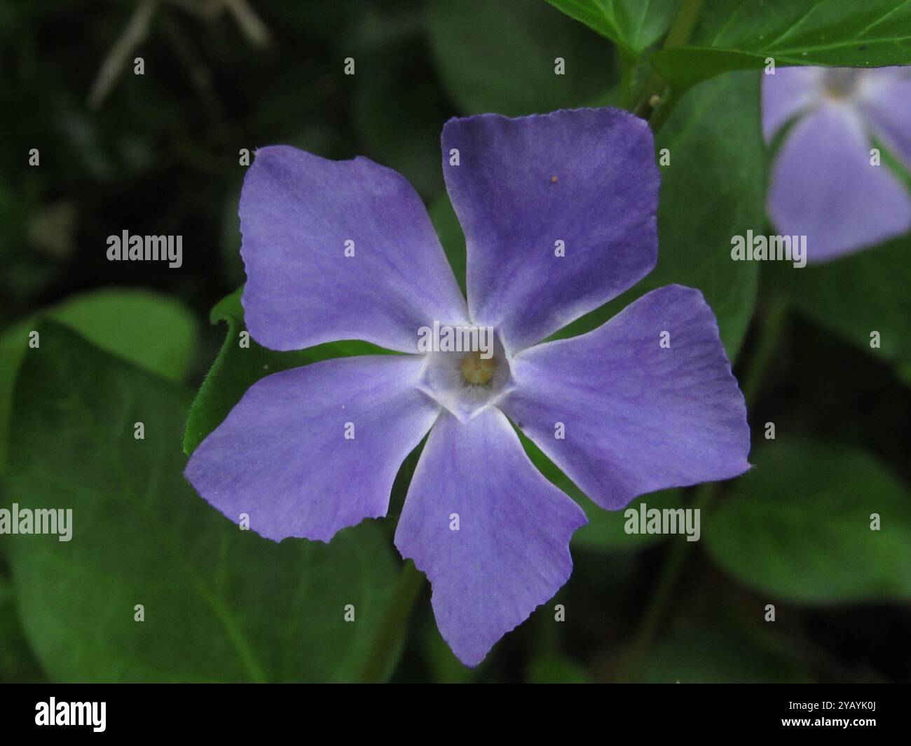 greater periwinkle (Vinca major) Plantae Stock Photo - Alamy