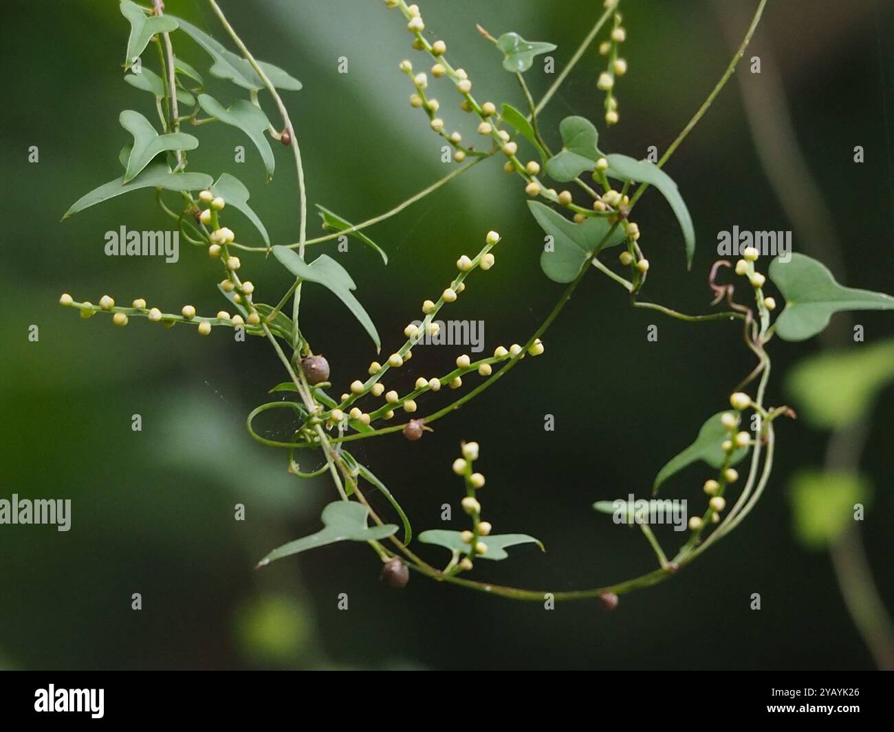 Chinese yam (Dioscorea polystachya) Plantae Stock Photo - Alamy