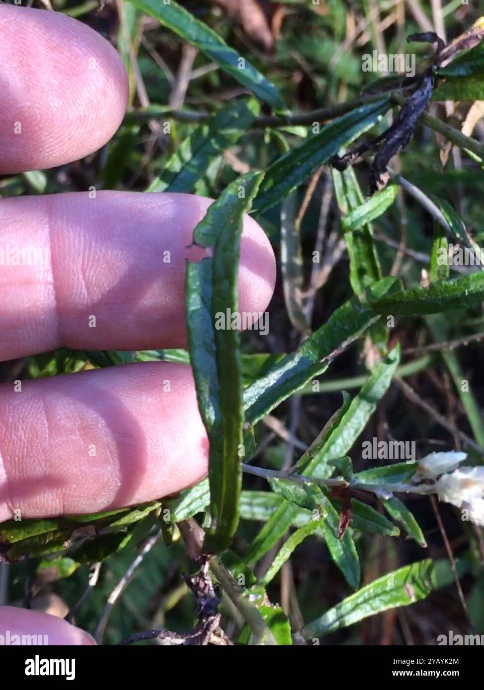 sweet everlasting (Pseudognaphalium obtusifolium) Plantae Stock Photo - Alamy