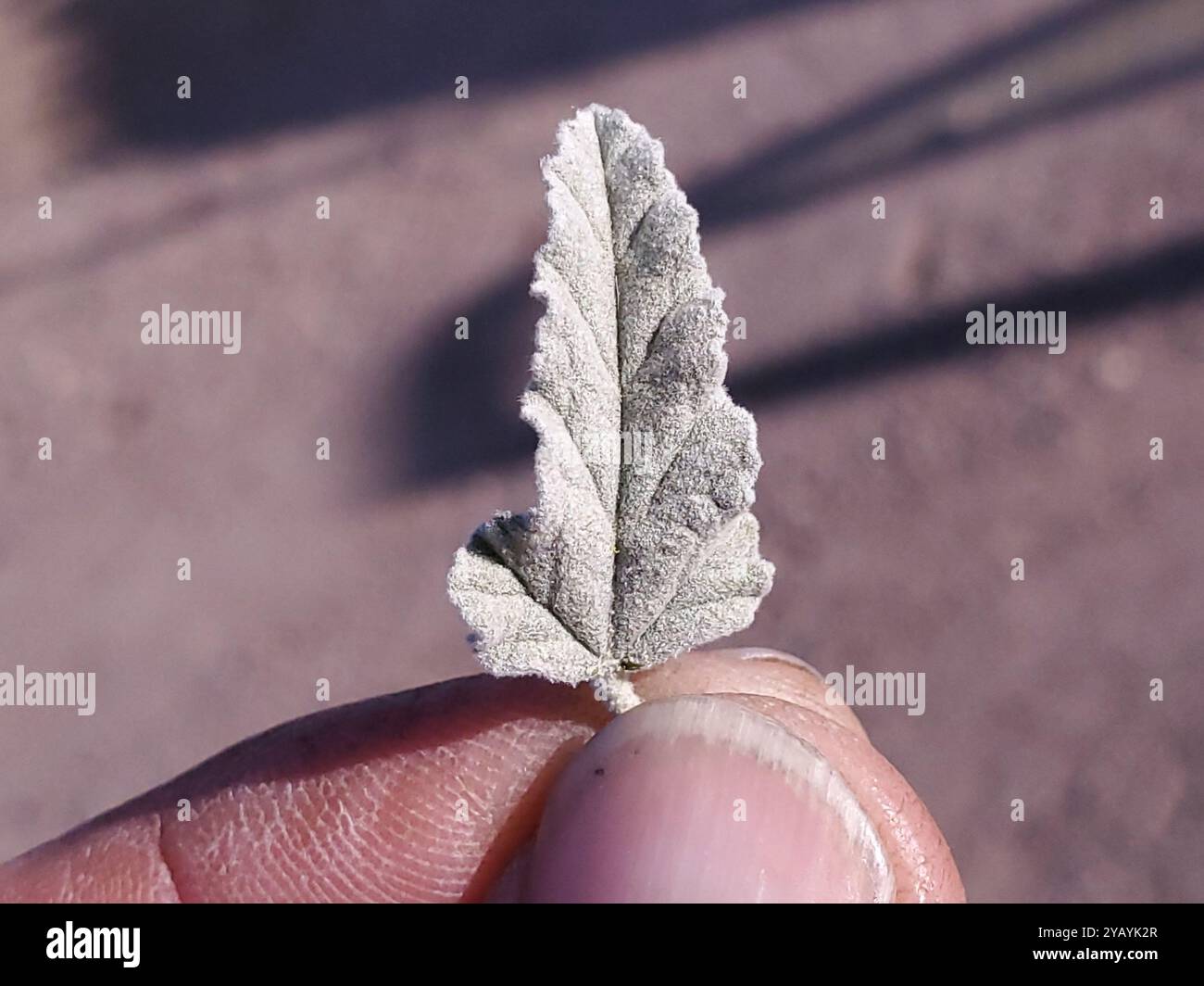 spear globemallow (Sphaeralcea hastulata) Plantae Stock Photo - Alamy