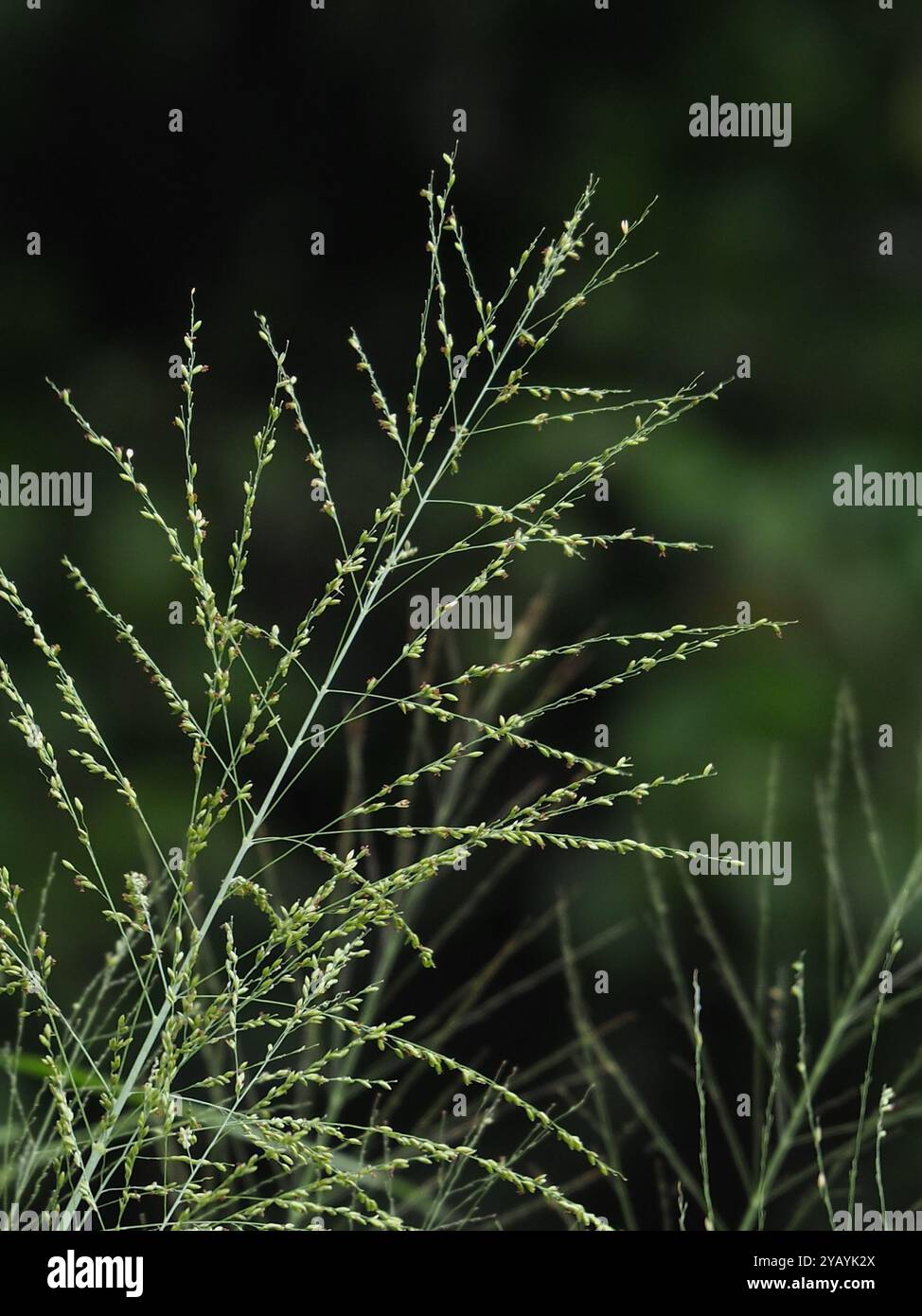 guinea grass (Megathyrsus maximus) Plantae Stock Photo - Alamy