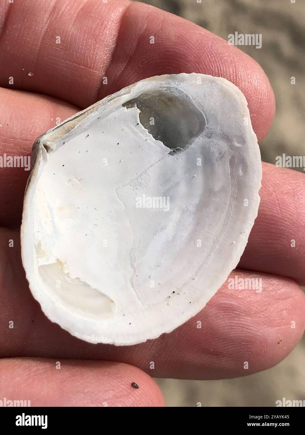 Bent-nosed Clam (Macoma nasuta) Mollusca Stock Photo - Alamy