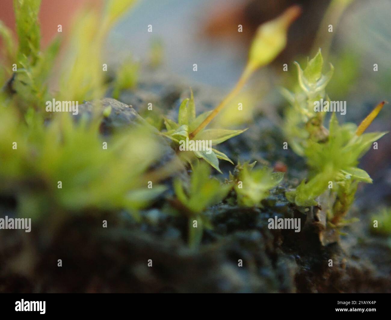 Tortula truncata hi-res stock photography and images - Alamy