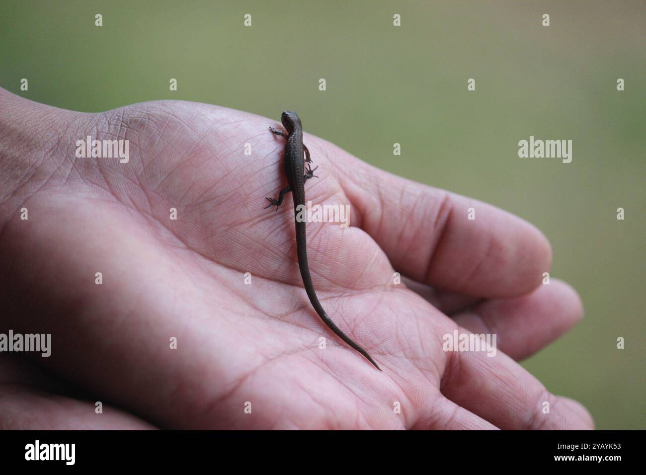 Shade Lizards (Alopoglossus) Reptilia Stock Photo - Alamy