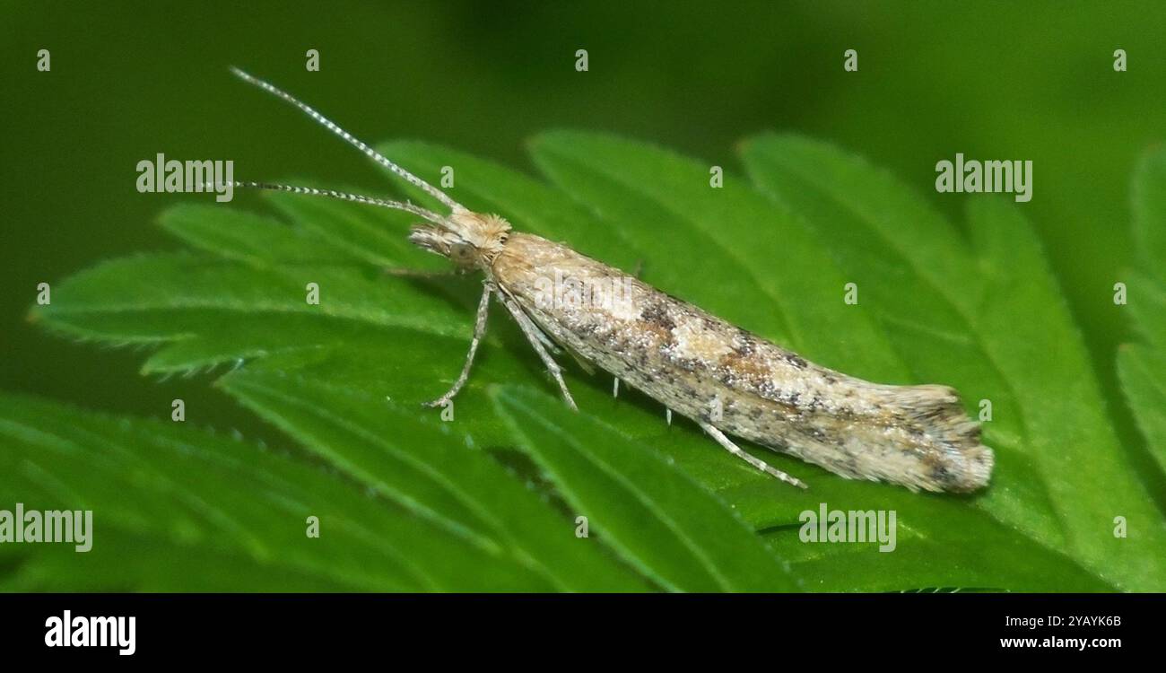 Diamondback Moth (Plutella xylostella) Insecta Stock Photo - Alamy