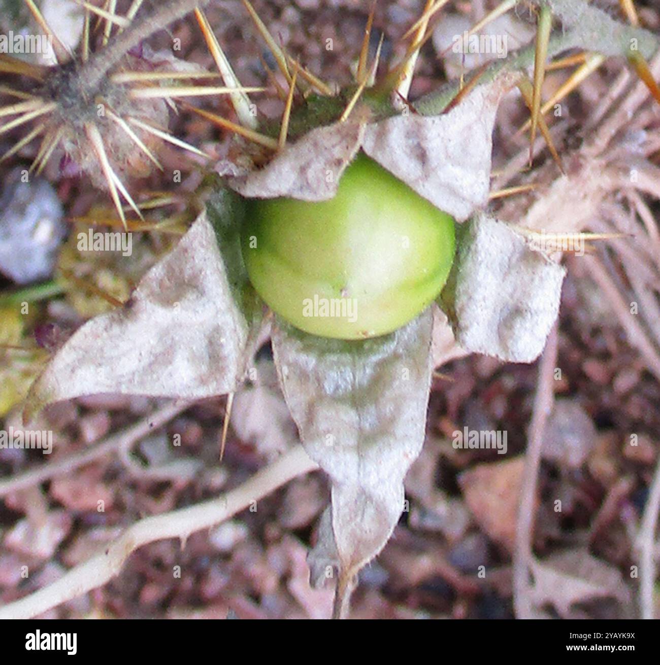 Red Buffalo-bur (Solanum sisymbriifolium) Plantae Stock Photo - Alamy