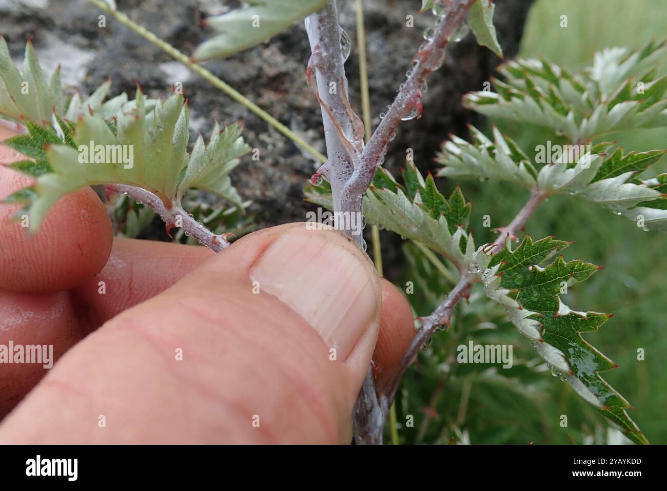 Silver Bramble (Rubus ludwigii) Plantae Stock Photo - Alamy