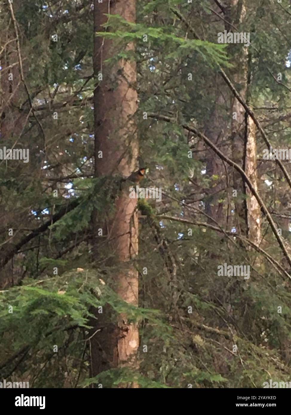 Varied Thrush (Ixoreus naevius) Aves Stock Photo - Alamy