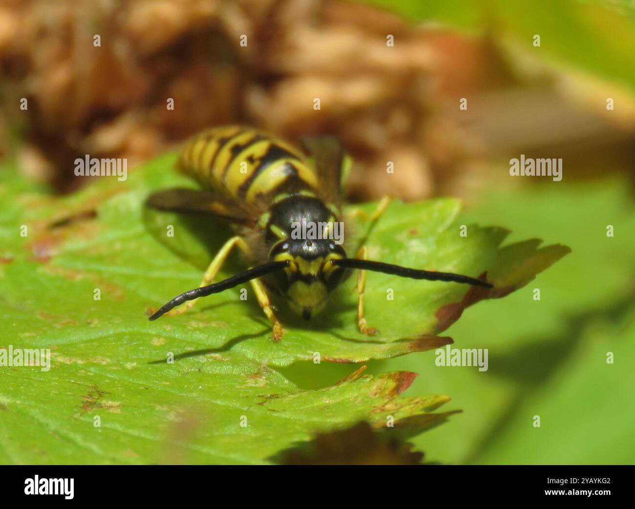 German Yellowjacket (Vespula germanica) Insecta Stock Photo - Alamy