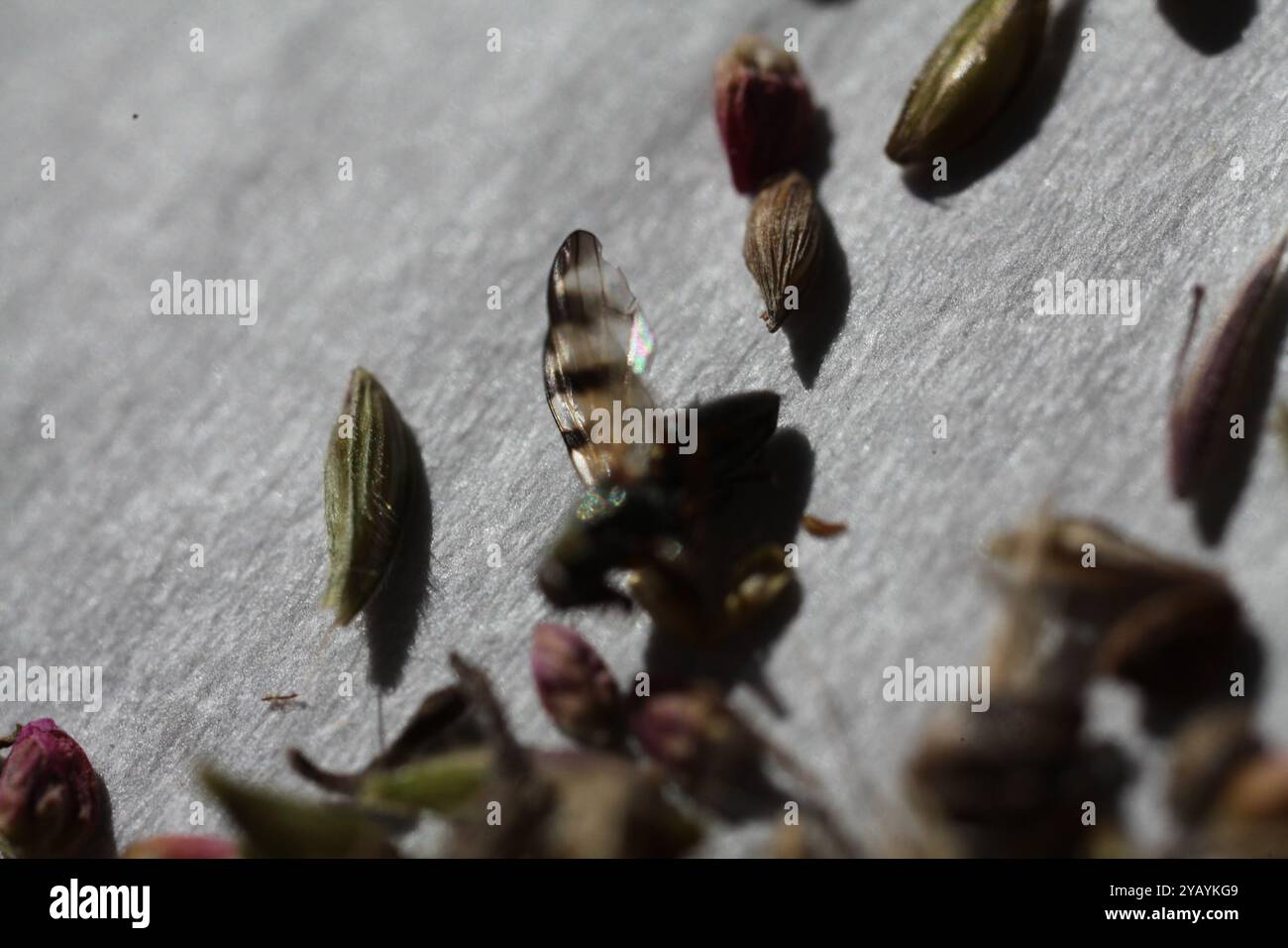 Banded-wing Flies (Chaetopsis) Insecta Stock Photo - Alamy