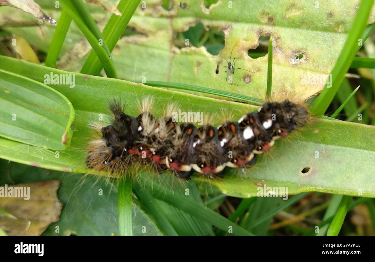 Knot Grass Moth (Acronicta rumicis) Insecta Stock Photo - Alamy