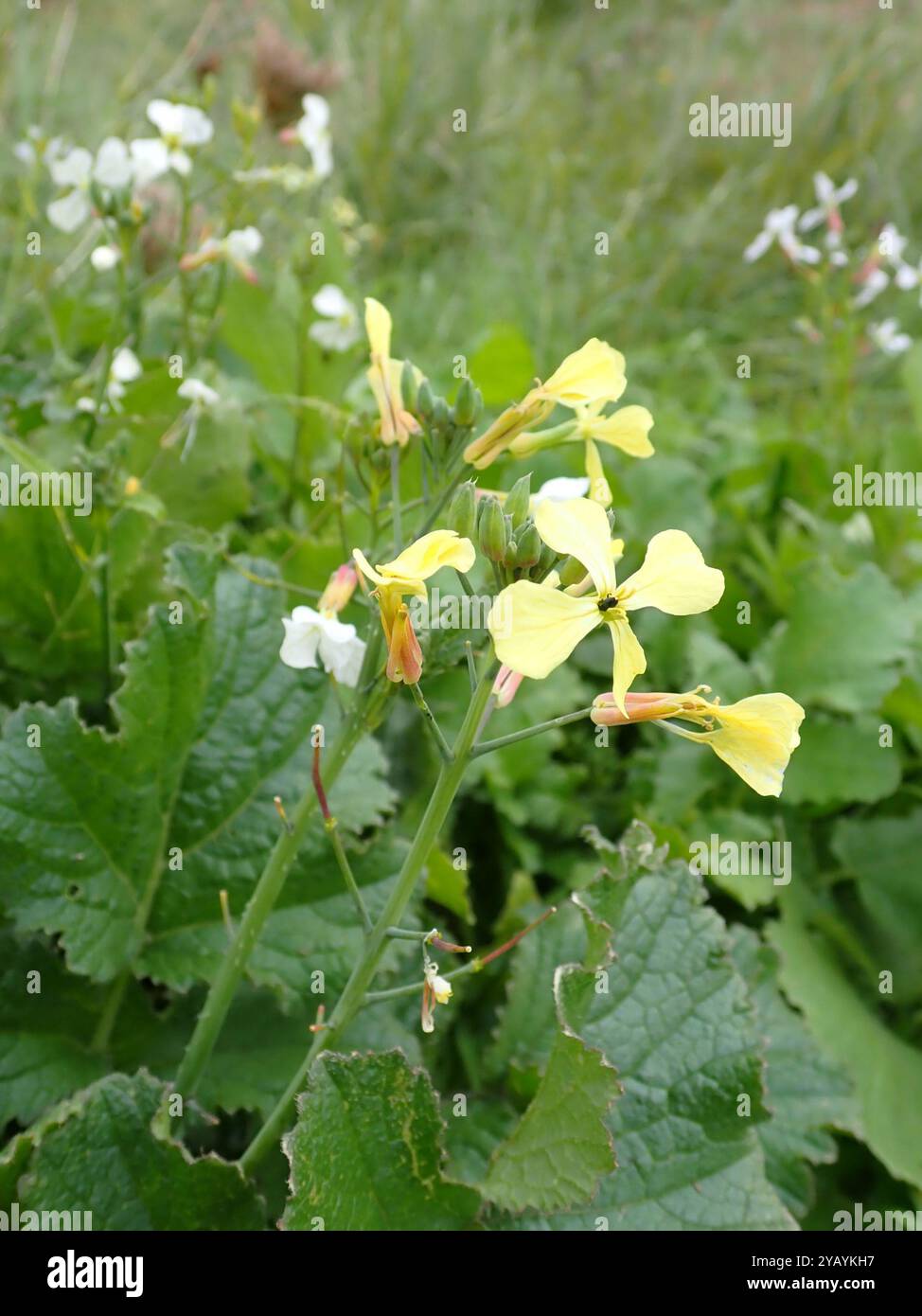 Mediterranean Radish (Raphanus raphanistrum landra) Plantae Stock Photo ...