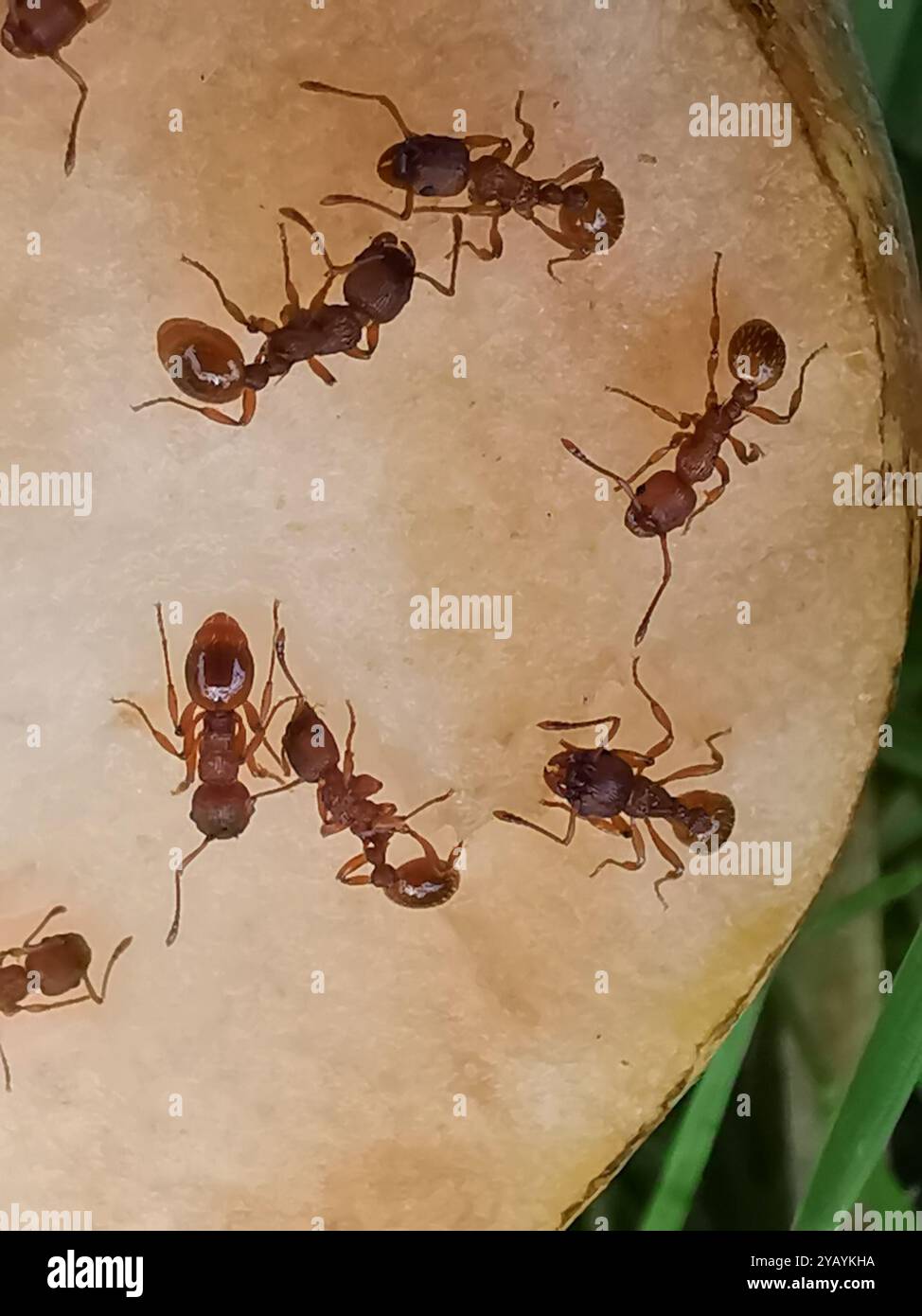 Woodland Red Ant (Myrmica ruginodis) Insecta Stock Photo - Alamy