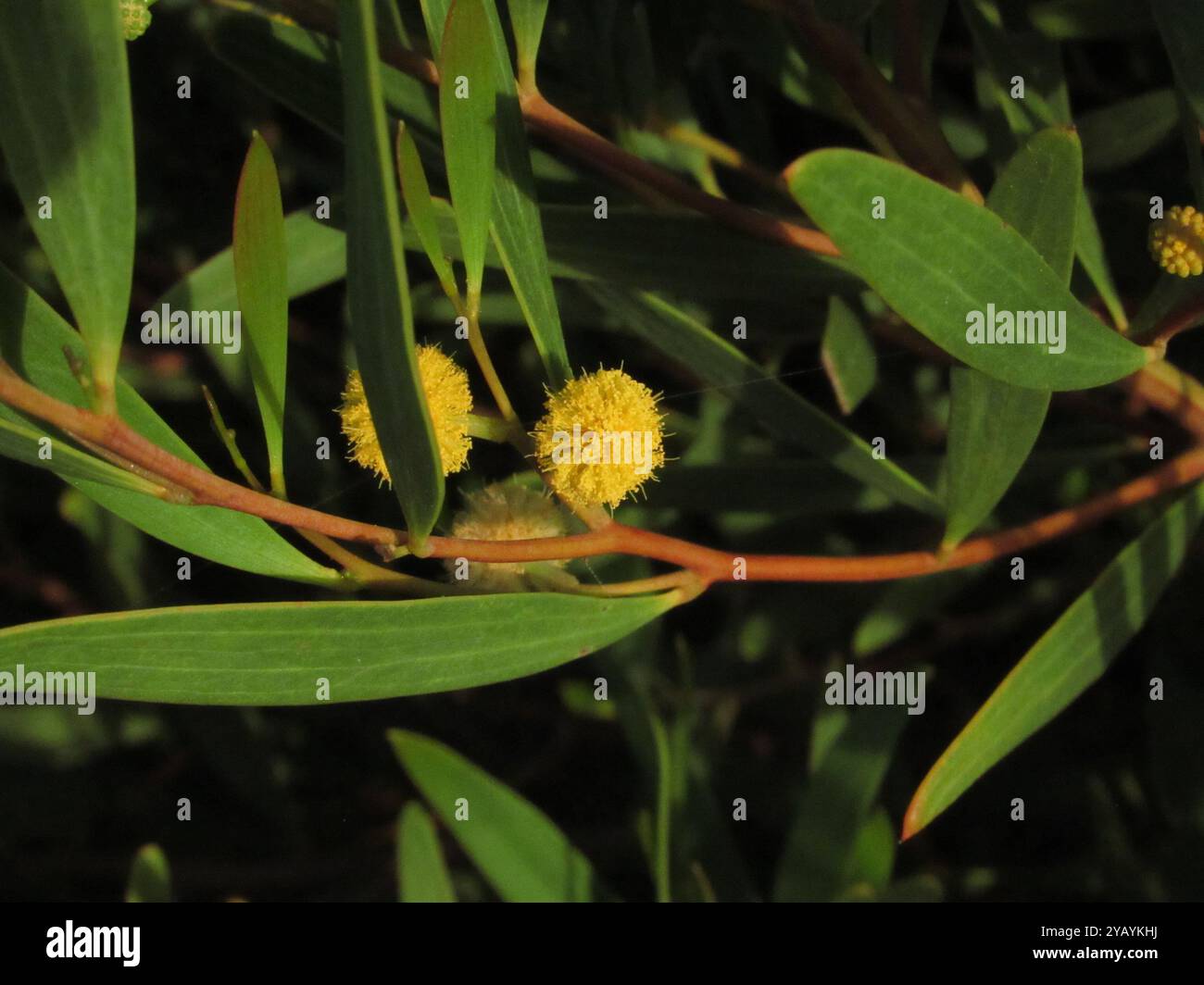 western coastal wattle (Acacia cyclops) Plantae Stock Photo - Alamy