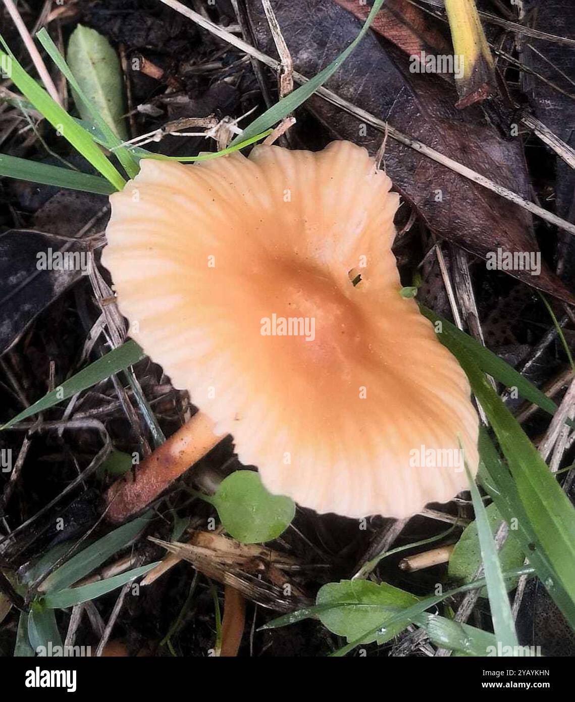 fairy ring marasmius (Marasmius oreades) Fungi Stock Photo - Alamy