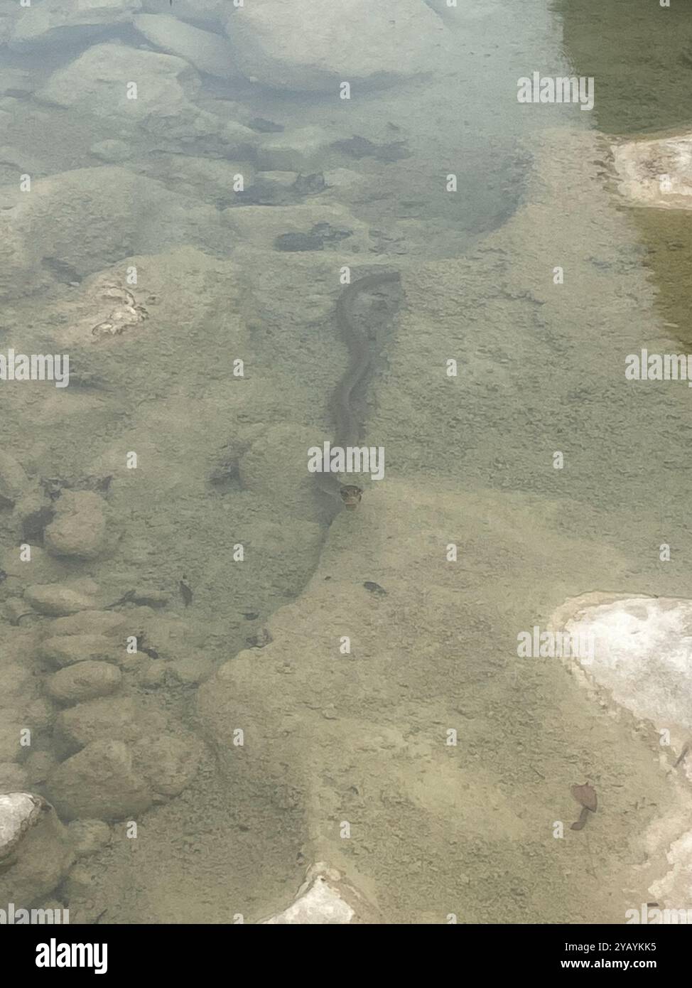 Plain-bellied Watersnake (Nerodia erythrogaster) Reptilia Stock Photo ...