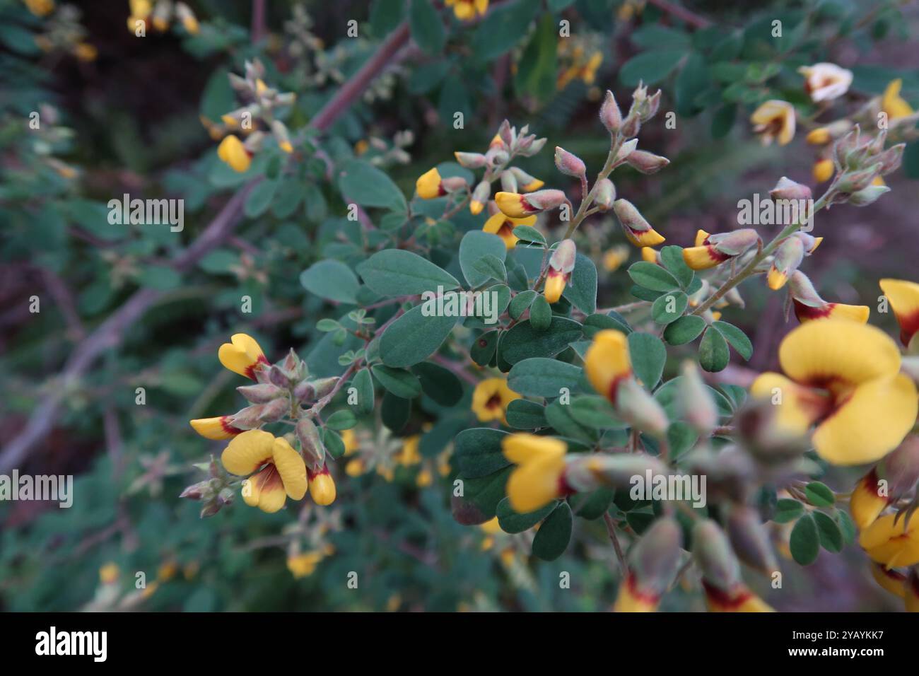 (Goodia pubescens) Plantae Stock Photo - Alamy