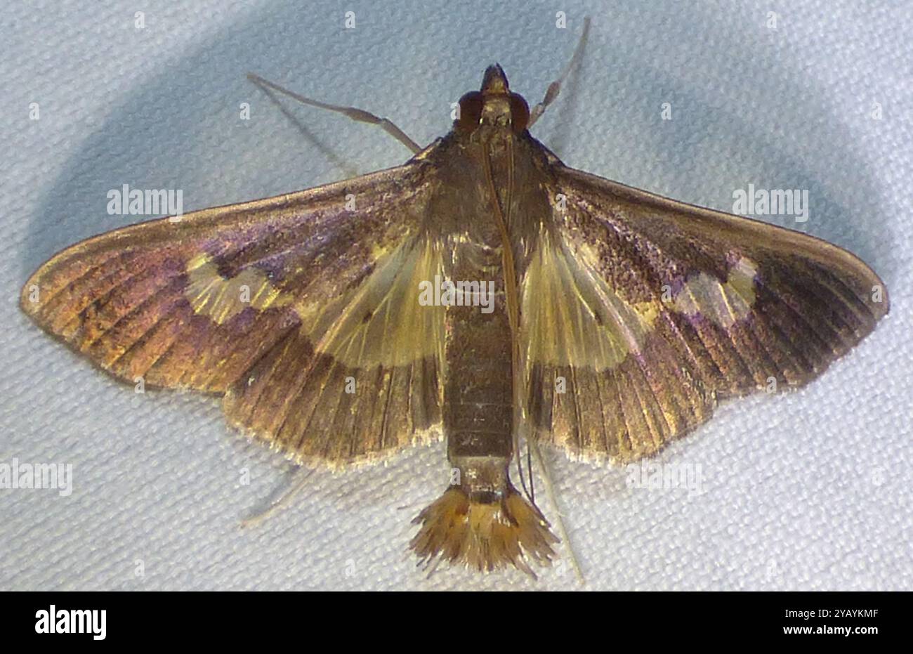 Pickleworm Moth (Diaphania nitidalis) Insecta Stock Photo - Alamy