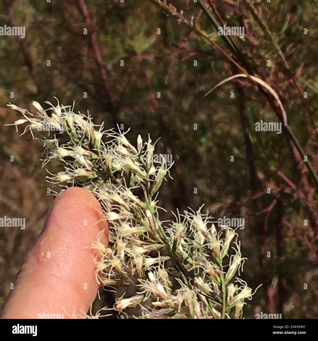 Coastal Dog Fennel (Eupatorium compositifolium) Plantae Stock Photo - Alamy