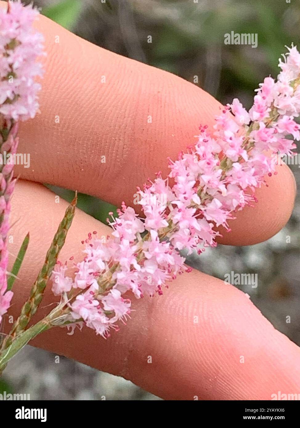 Sandhill wireweed (Polygonella robusta) Plantae Stock Photo - Alamy