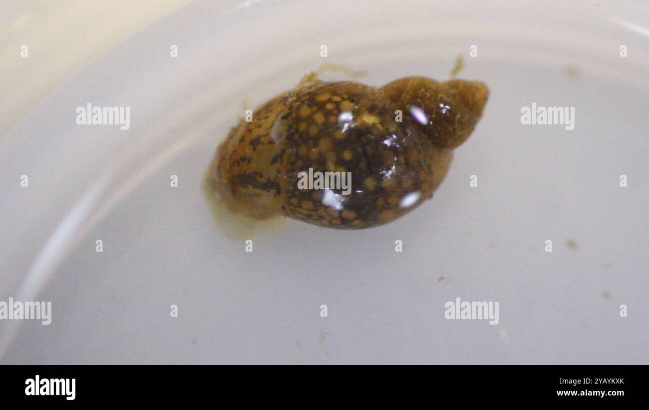 Pond and Melantho Snails (Lymnaeidae) Mollusca Stock Photo - Alamy