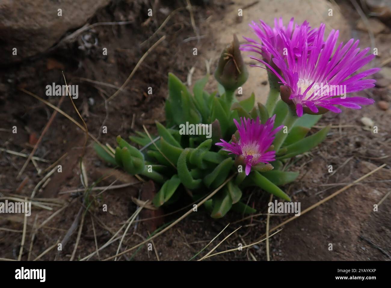 Fire Sheepfig (Delosperma sutherlandii) Plantae Stock Photo - Alamy