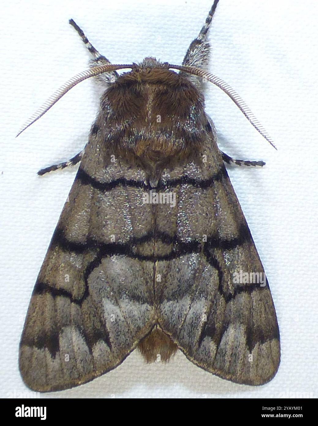 Eastern Panthea Moth (Panthea furcilla) Insecta Stock Photo - Alamy