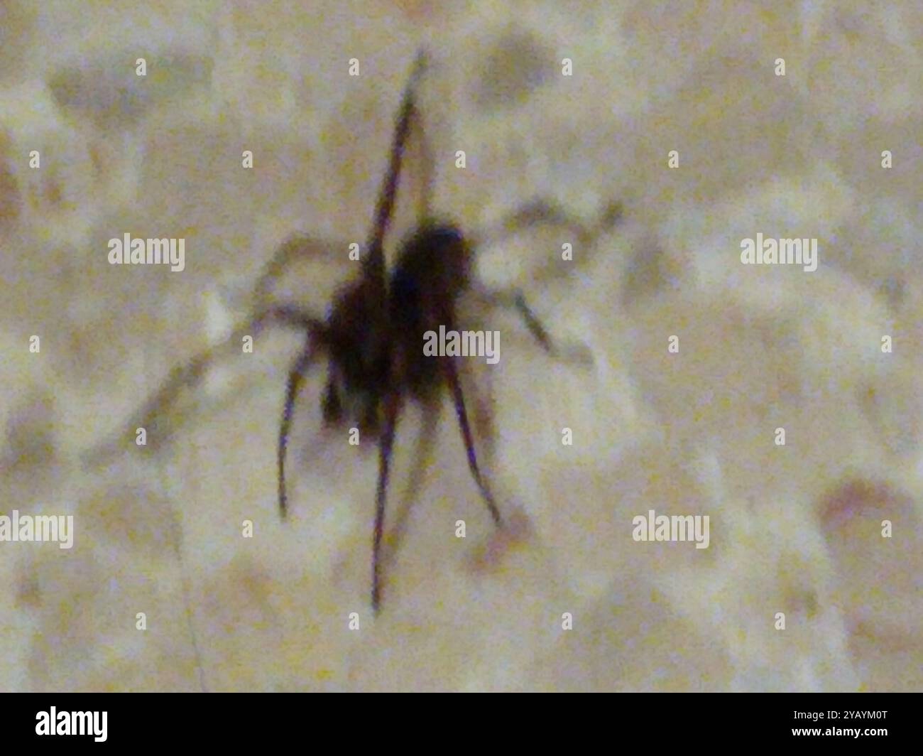 Spiders (Araneae) Arachnida Stock Photo - Alamy