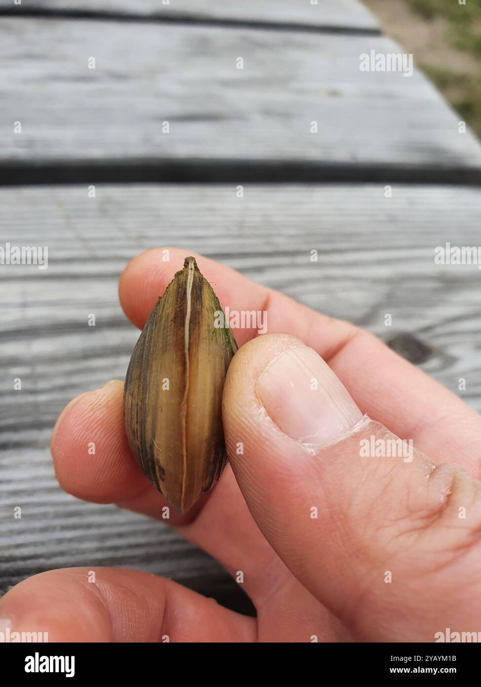 Atlantic Rangia (Rangia cuneata) Mollusca Stock Photo - Alamy