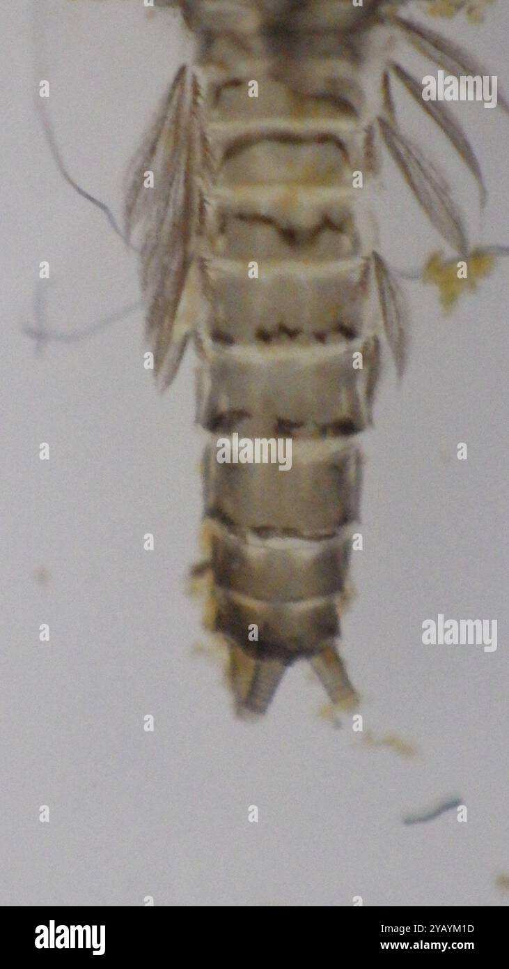 Orange Cahill (Stenacron interpunctatum) Insecta Stock Photo - Alamy