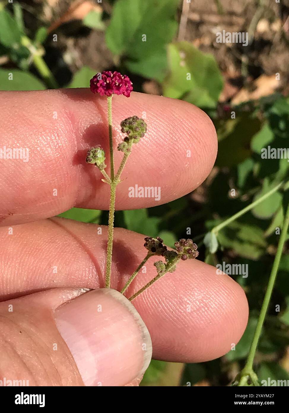 scarlet spiderling (Boerhavia coccinea) Plantae Stock Photo - Alamy