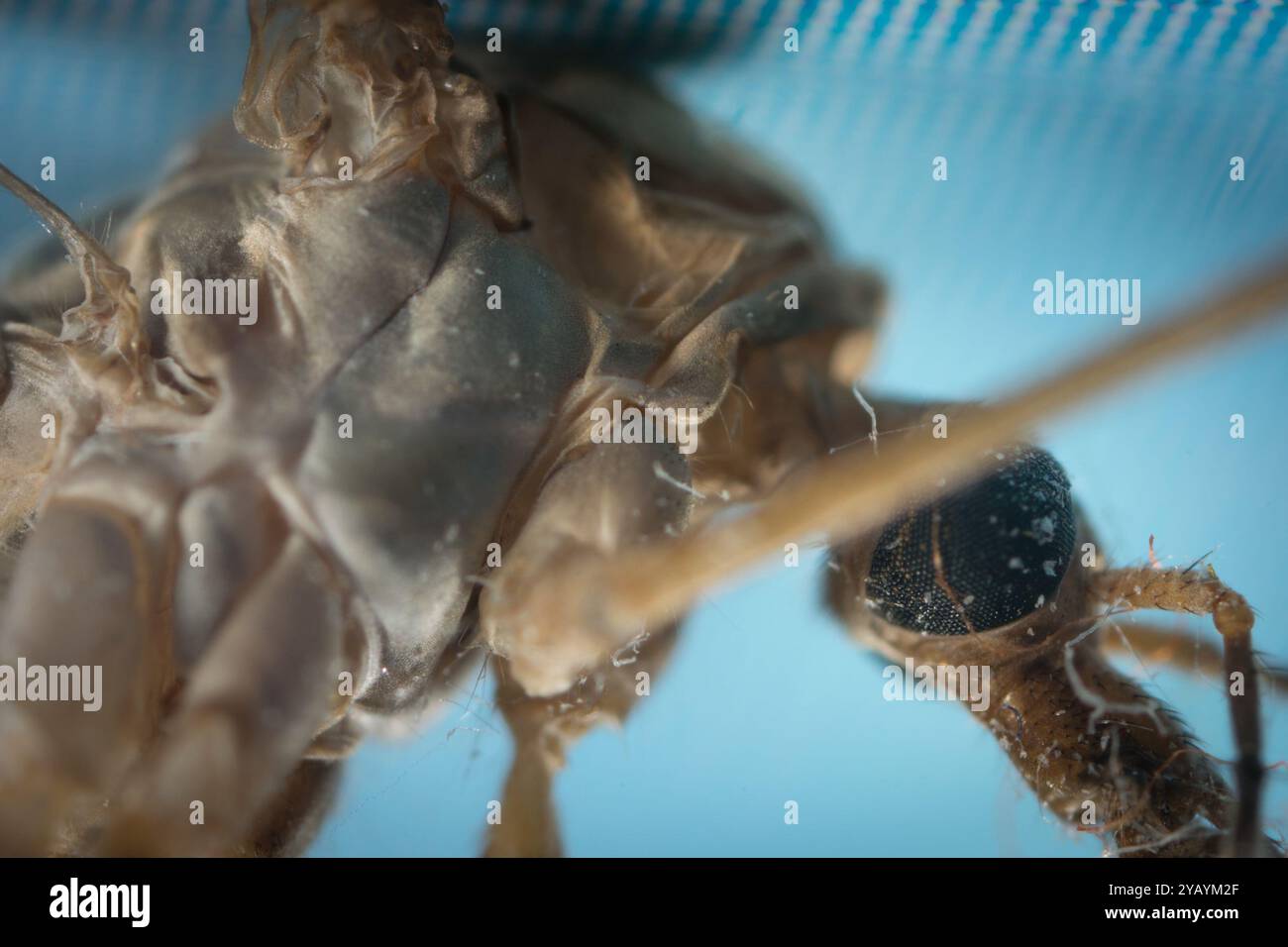 Non-biting Midges (Chironomidae) Insecta Stock Photo - Alamy